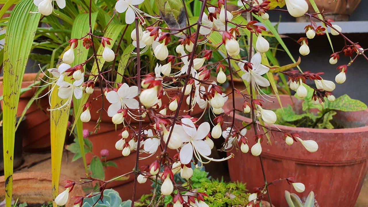 Plant of the Month: Clerodendrum Smithianum (Not Wallichii)| Light Bulb ...