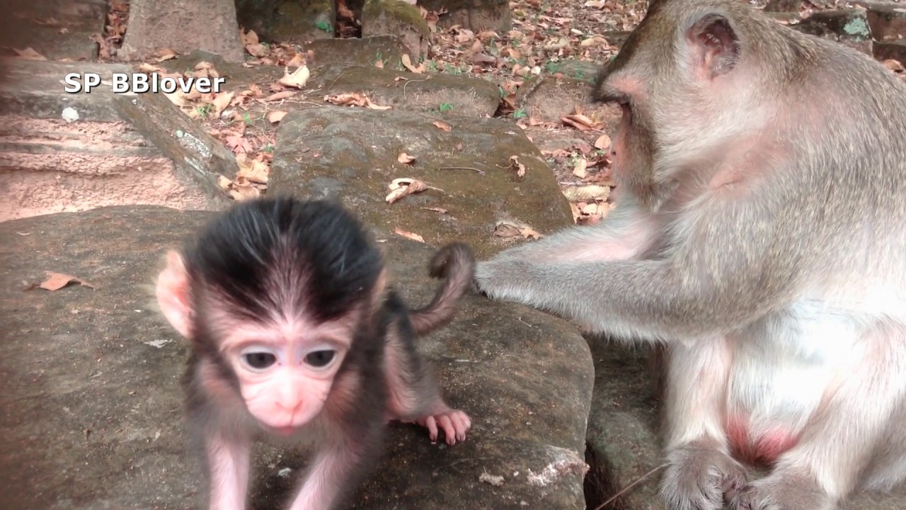 Handicap Monkey Care Baby Part 21 - Mom Said Don't Touch Him He Not ...