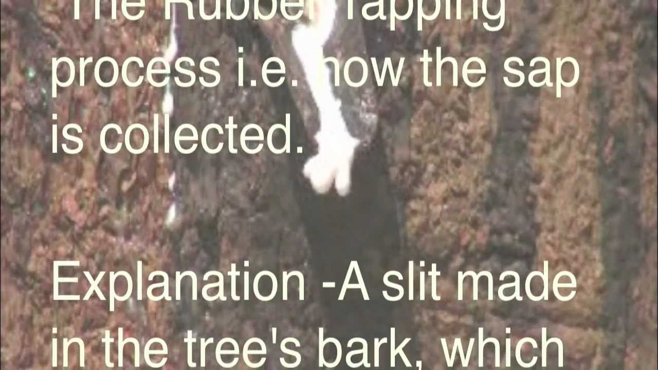 RUBBER TAPPING PROCESS - YouTube