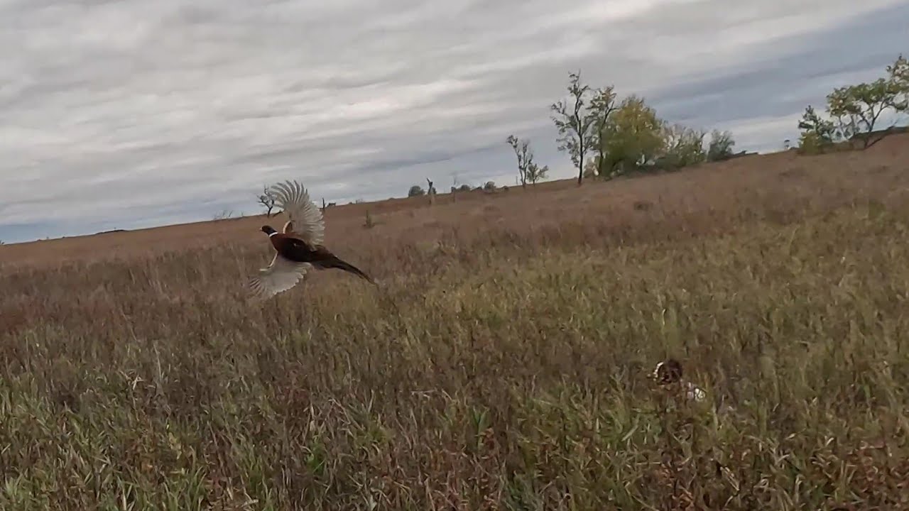 South Dakota Pheasant Hunting 10-14-2023 - YouTube