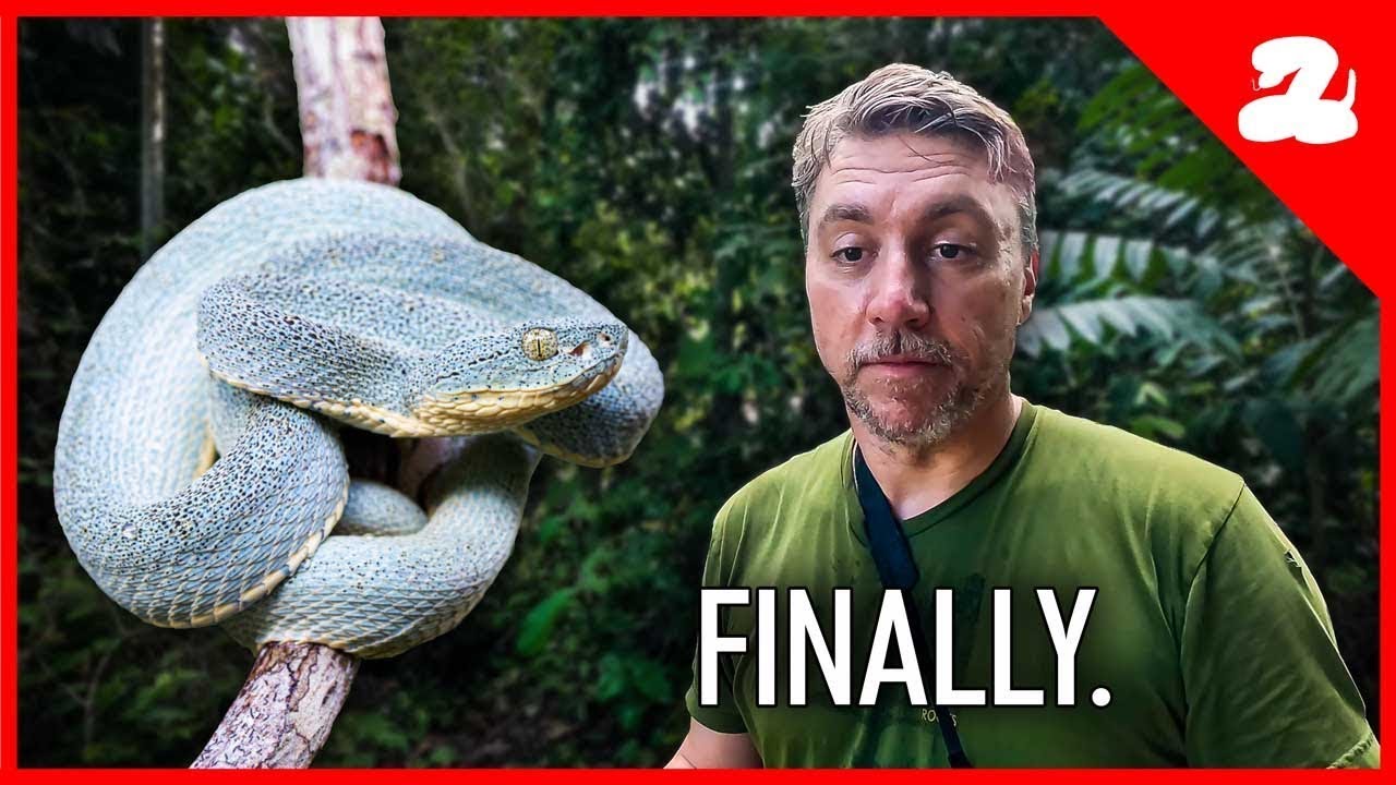We Spent Hundreds of Hours in the Amazon to Find this Rare Viper - YouTube