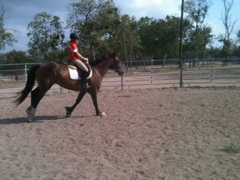 7yo Shire Thoroughbred Cross - YouTube