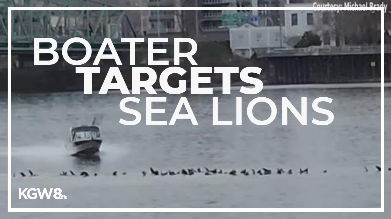 Video captures boater running down sea lions on the Columbia River ...