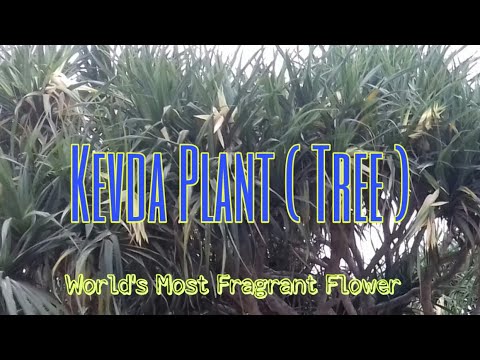 Kevda Plant ( Tree ) / World’s Most Fragrant Flower / By Rahul Medha ...