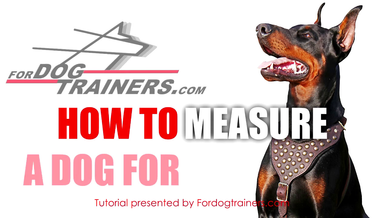 Pulling and Tracking Dog Harness - Tutorial on How To Measure your ...