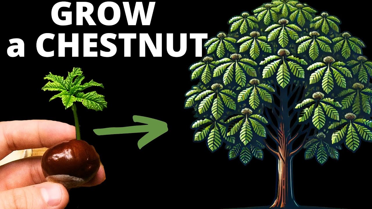 How to Grow a Chestnut That’ll Outlive You! - YouTube
