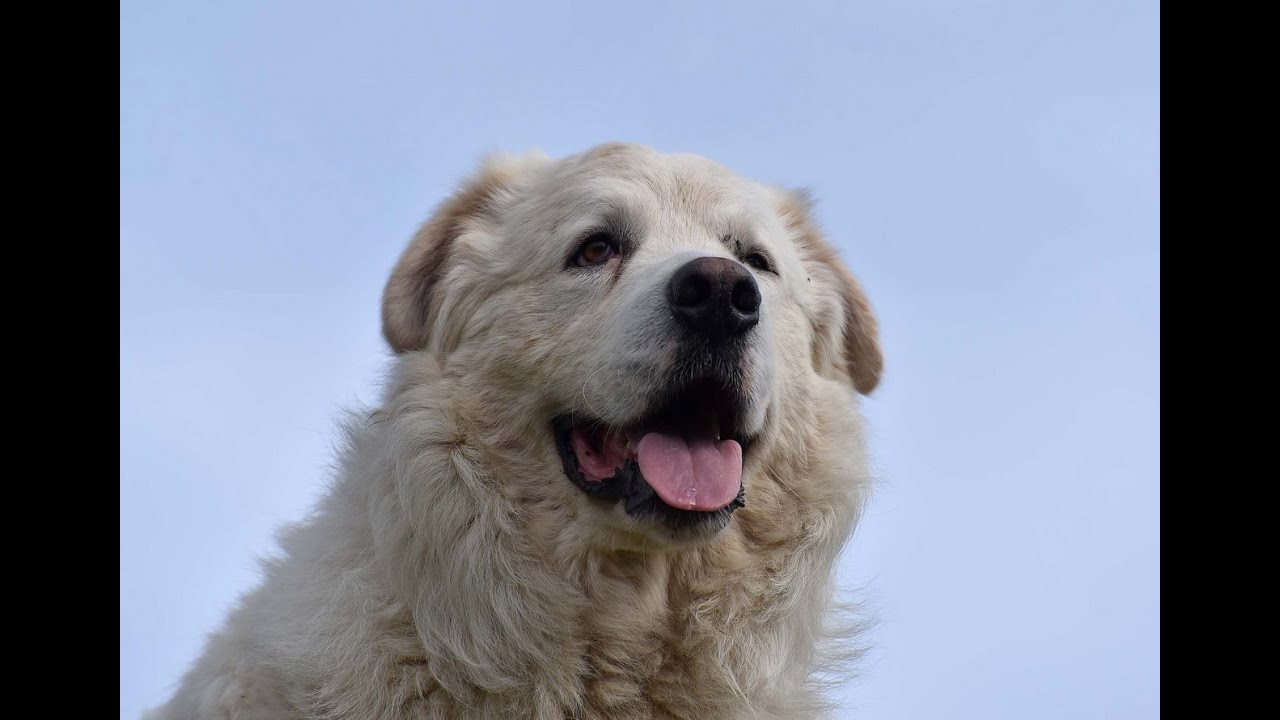 Rochy, cane da pecora abruzzese, e i suoi fratelli - Angelina ...