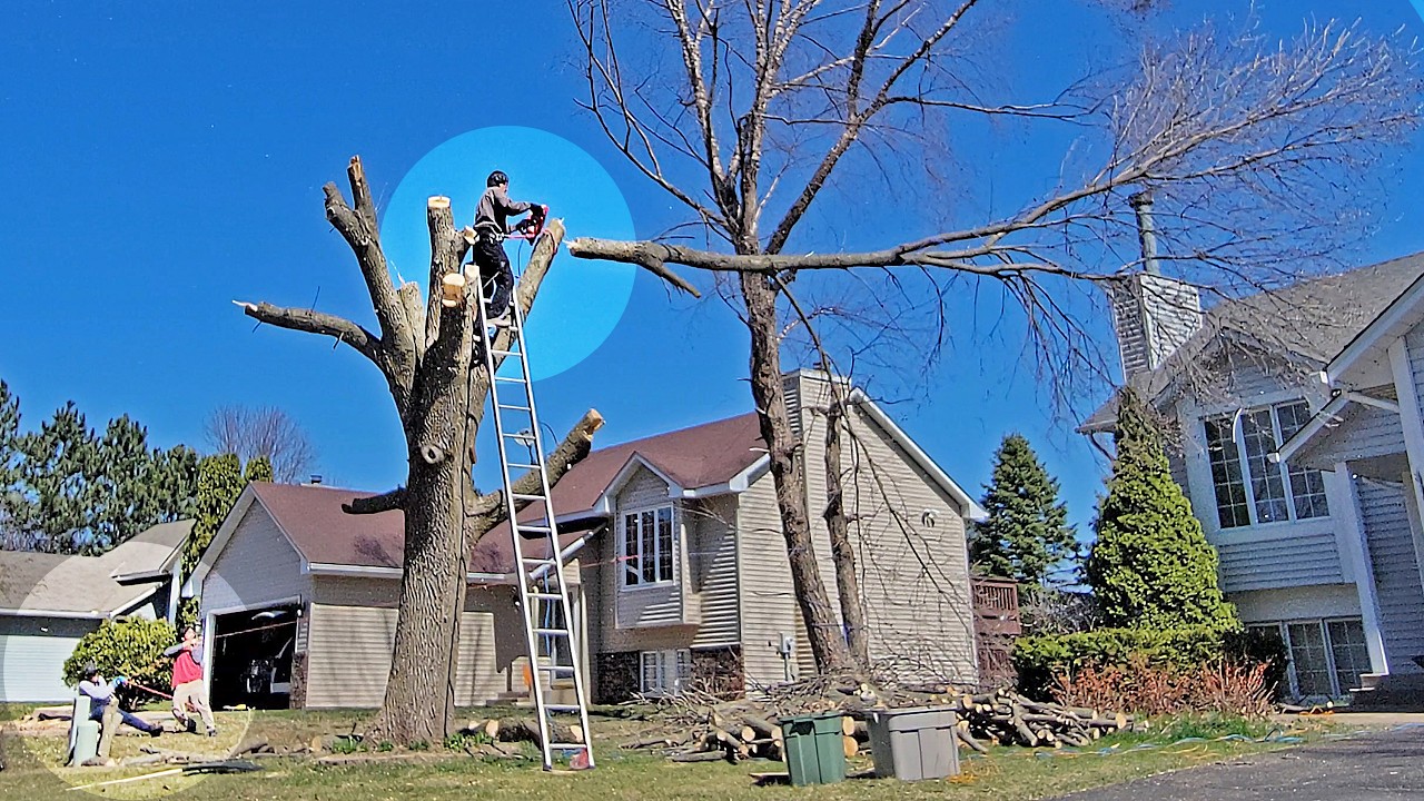 Ladder and Electric Chainsaw Dangerous Tree Cutting - YouTube