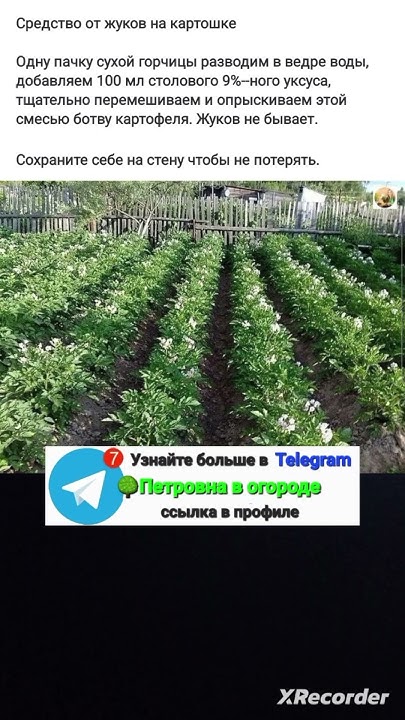 средство от жуков на картофеле - YouTube