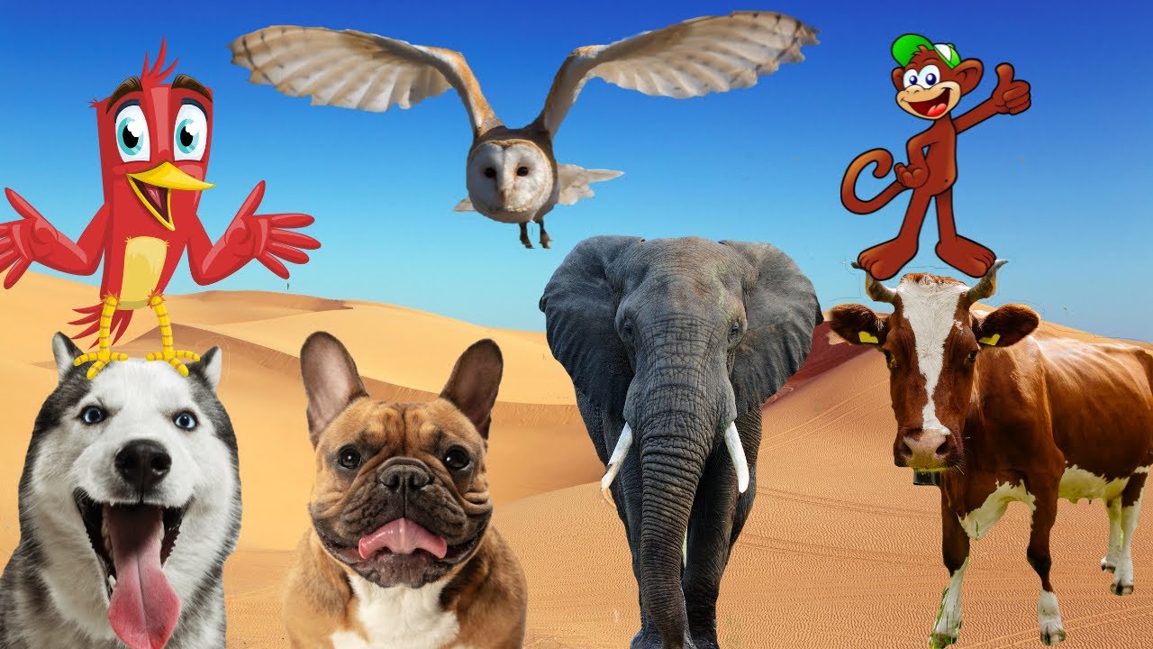 Sounds of rare unusual animals: buffalo, wolf, zebra, penguin, llama ...