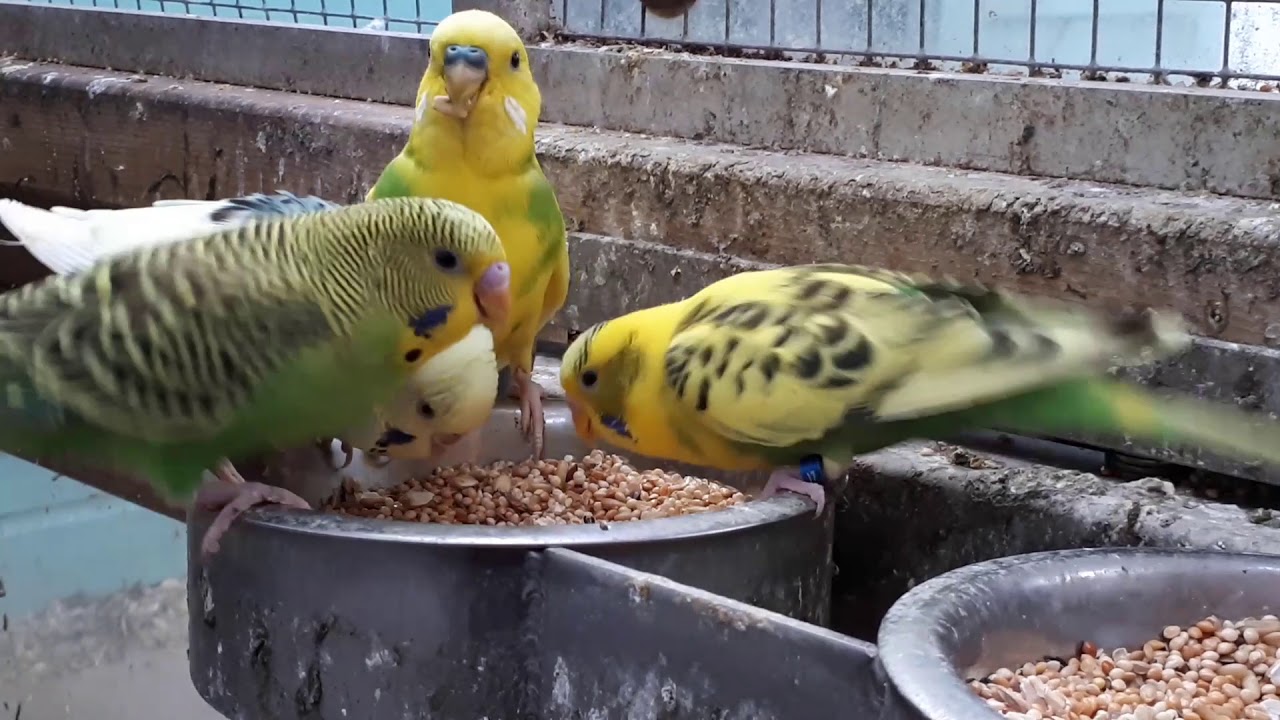 Grasparkieten eten geven - YouTube
