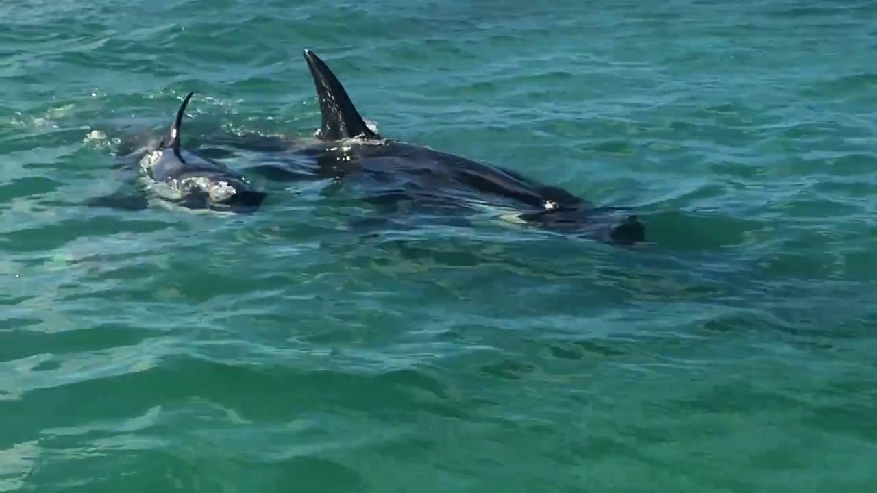 Orca feeding on Stingrays in the Bay Of Islands - YouTube