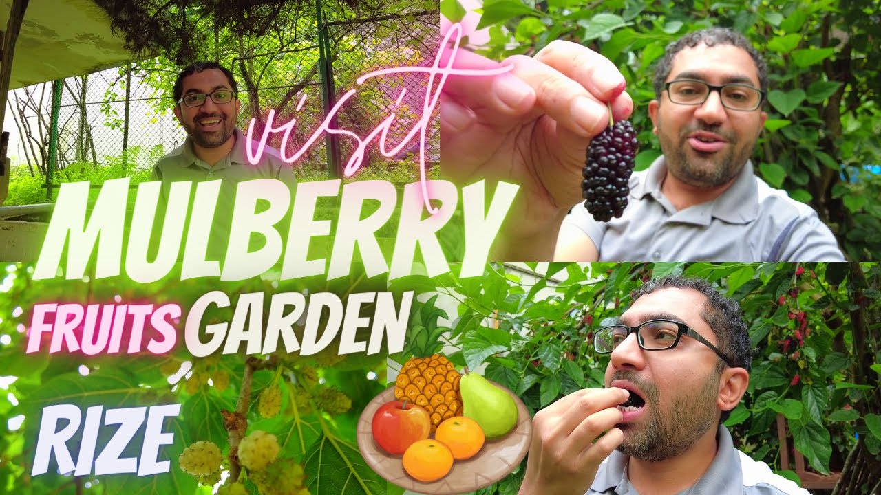Visit Fruit Garden in RIZE || Mulberry Trees || Nature Beauty of Turkey ...