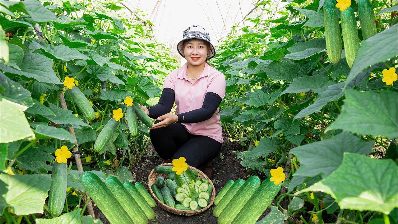Harvesting Cucumber to the Market to Sell Make shrimp salad! Lucia's daily life - YouTube