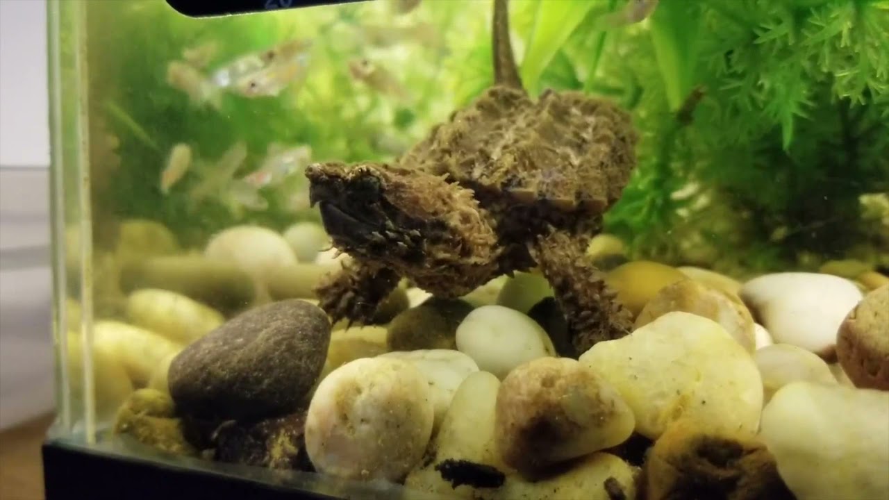 Alligator Snapping Turtles Lures Fish into their Mouths With Tongue ...