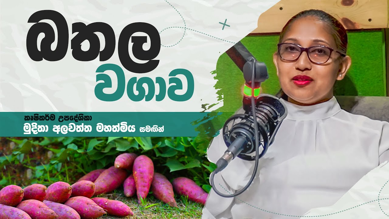 Bathala Wagawa | Cultivation of Sweet Potatoes | How to grow sweet ...