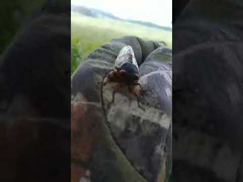 Locust bites man - YouTube