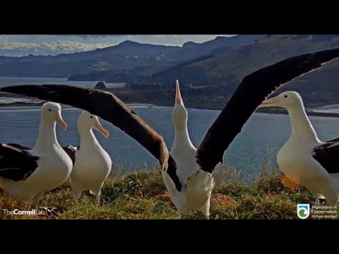 Royal Albatross Cam ~ AMAZING Courtship Dancing & Displays By Non ...