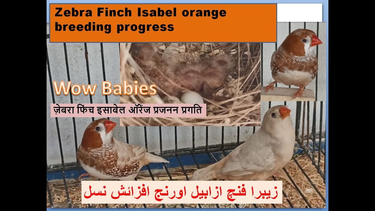 Zebra Mutation Finches Isabel orange pair breeding progress | Finches ...
