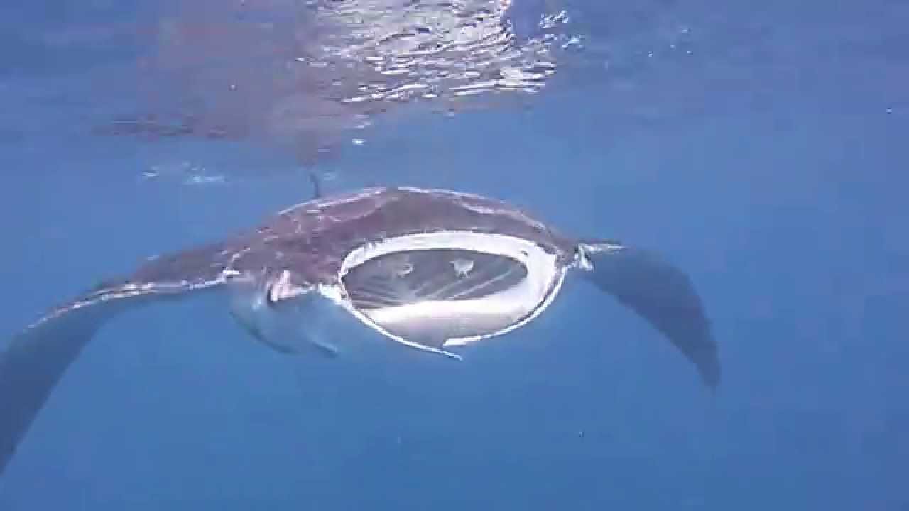 Manta ray (into the mouth is sucker fishes) - YouTube
