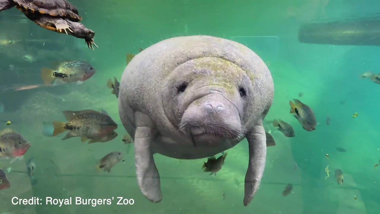 Remarkable moment a turtle attempts to take on a manatee... despite ...