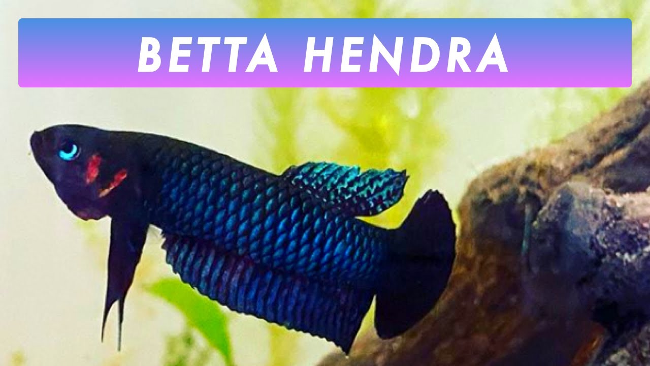 Our Male & Female Betta Hendra Couple Get a Fresh Aquascape! | Wild ...