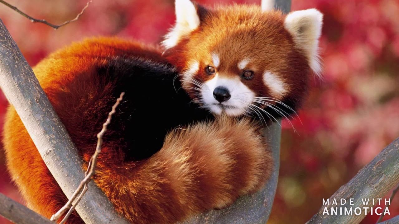 Los Animales Mas Tiernos Del Mundo