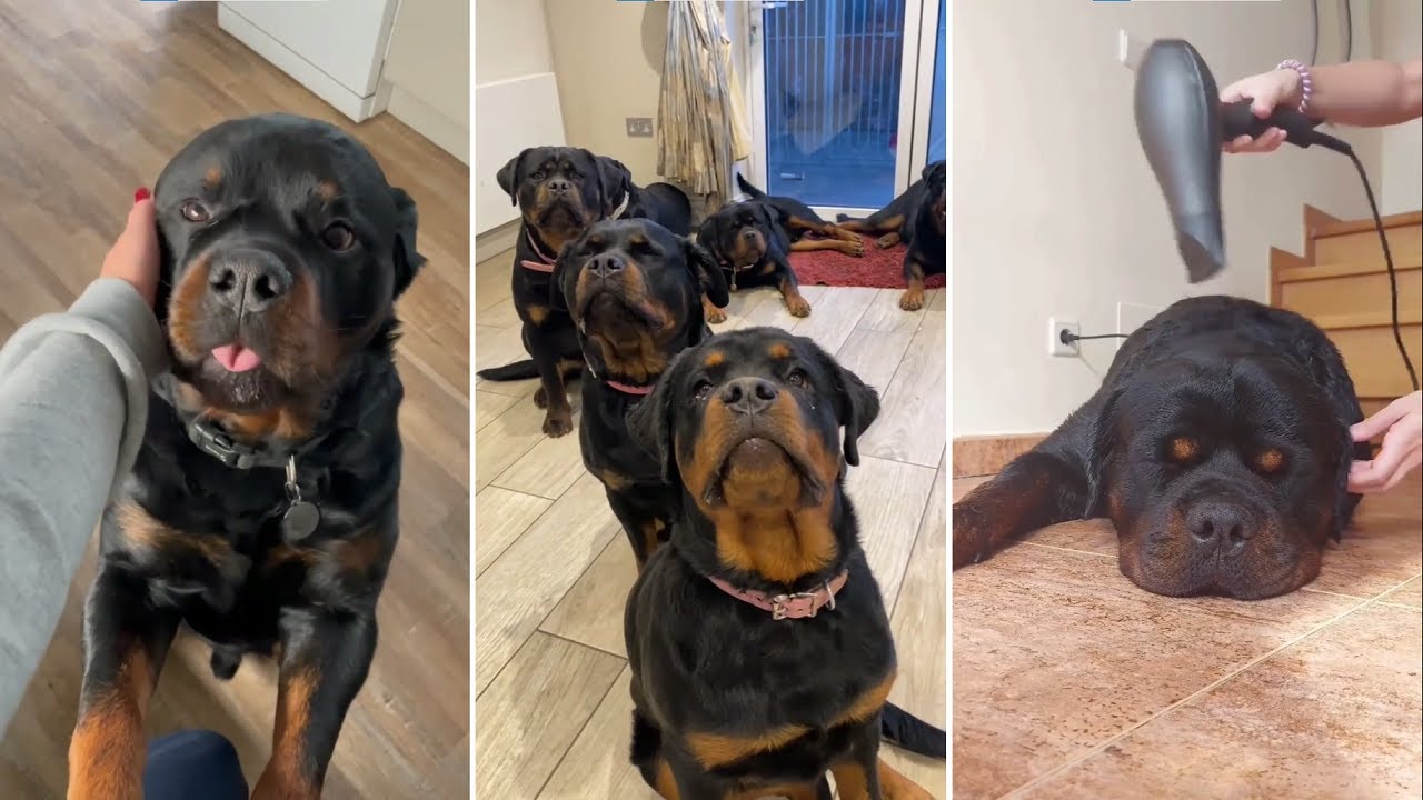 Rottweilers Being Wholesome EP. 3 | Funny and Cute Rottweiler ...