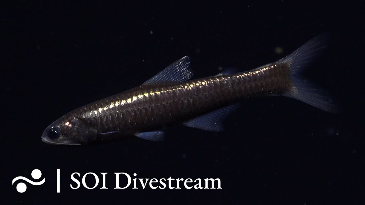 Chile Triple Junction (Mapping) | SOI Divestream 749 - YouTube