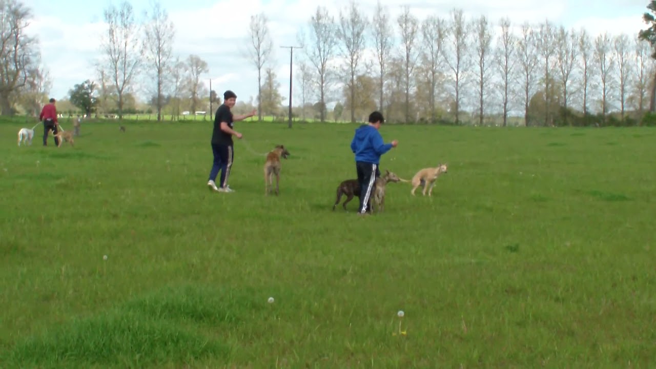 Rabbit hunting with dogs 12-12-2021 - YouTube