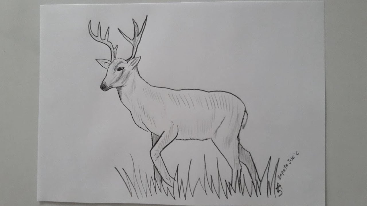 ¿Cómo dibujar un VENADO? | How to draw a DEER? | HD - YouTube