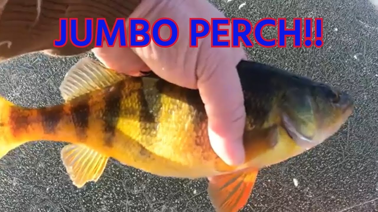 Ice Fishing for Jumbo Perch! - YouTube