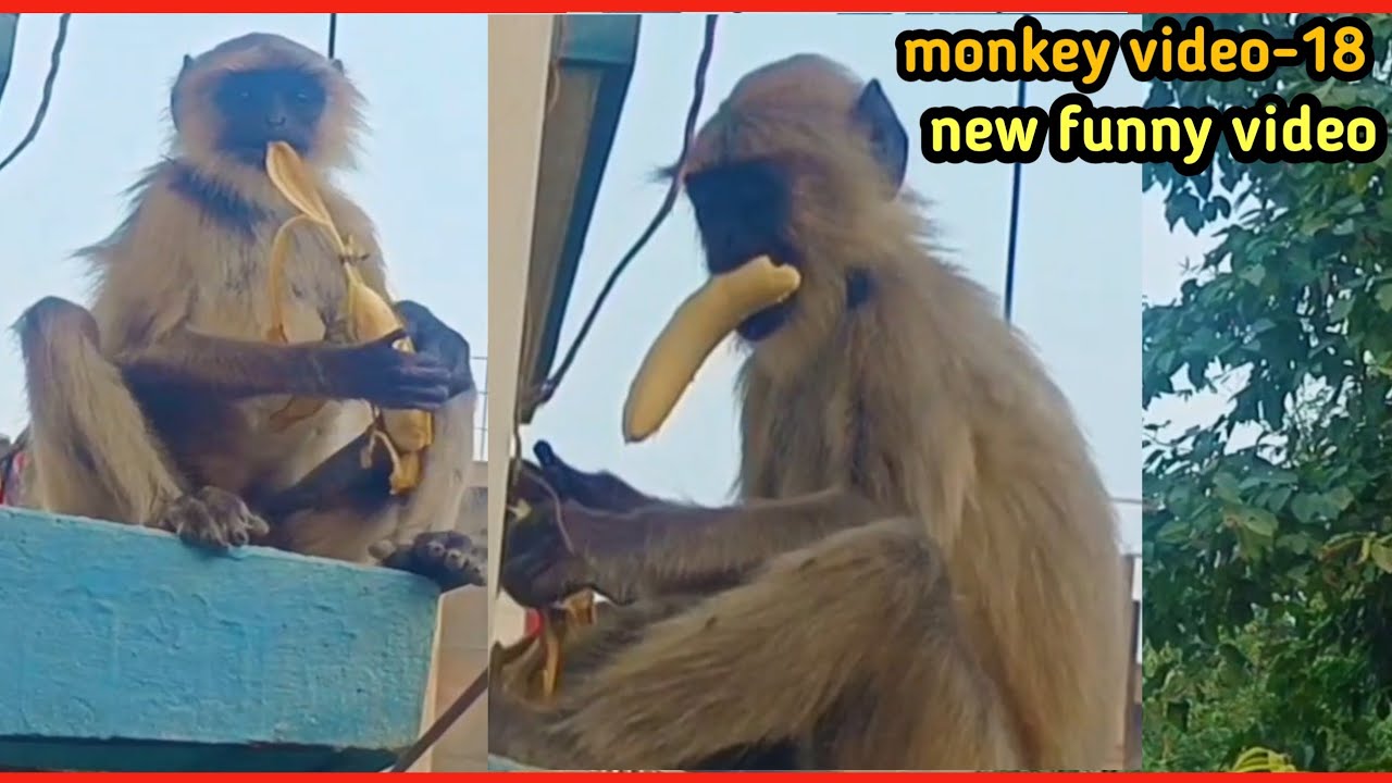 cute monkey videos | monkey funny video | funny monkey videos - YouTube