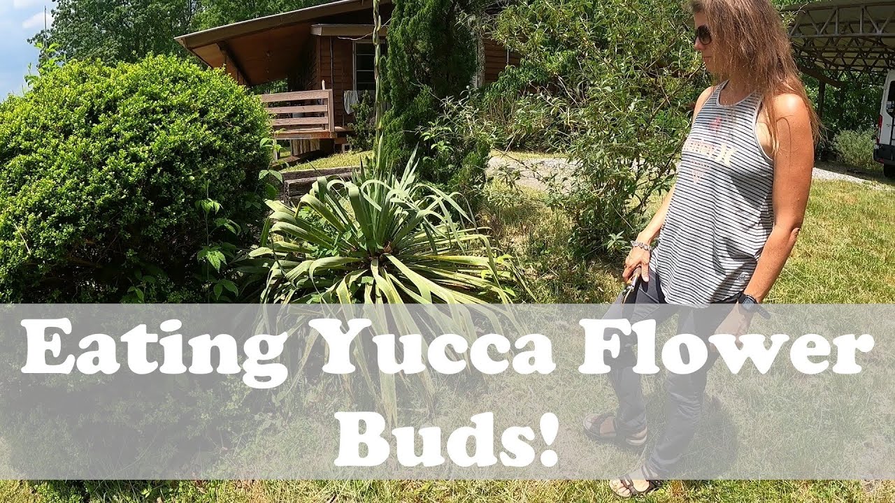 Eating Yucca Flower Buds! - YouTube