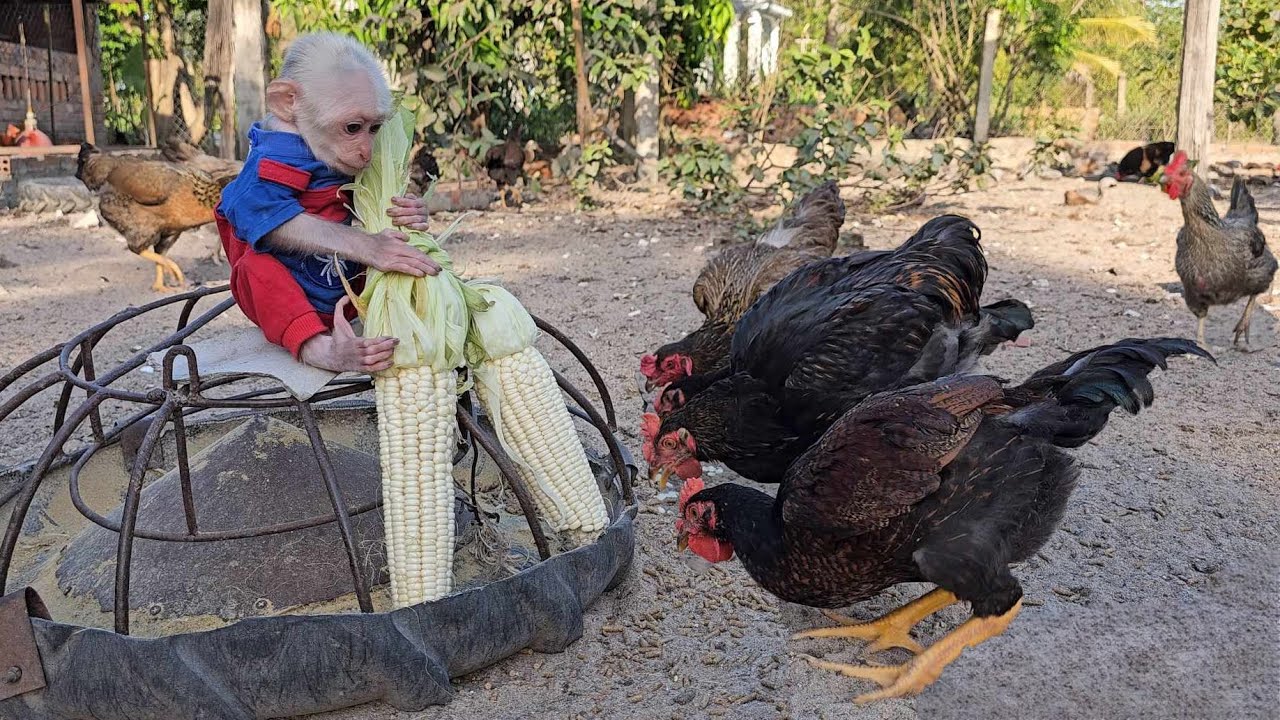 Baby monkey Su wants help MOM take care chickens to get eggs - YouTube