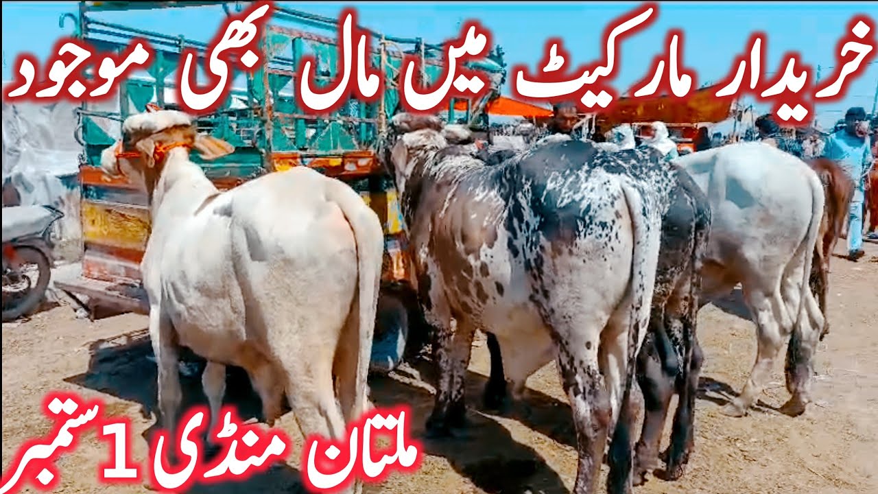 Multan Cow Mandi | Bachra Farming | Qurbani 2025 || Global Village ...
