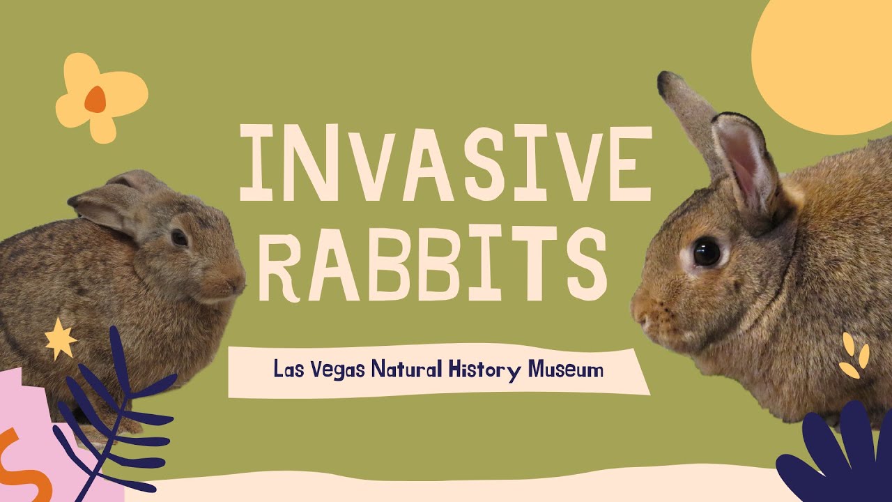 Invasive Rabbits in Las Vegas feat. Bunnies Matter Rescue - YouTube