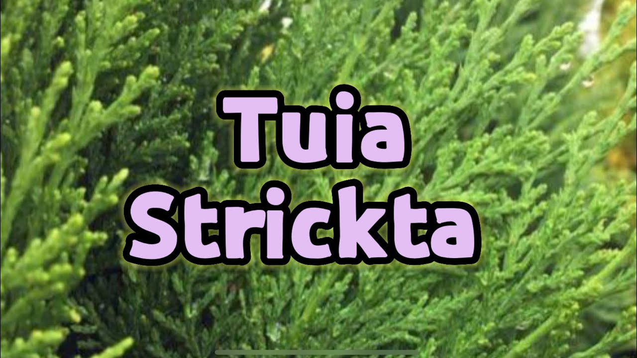 Canal da Madu - 14. Plantando: Tuia Strickta - YouTube