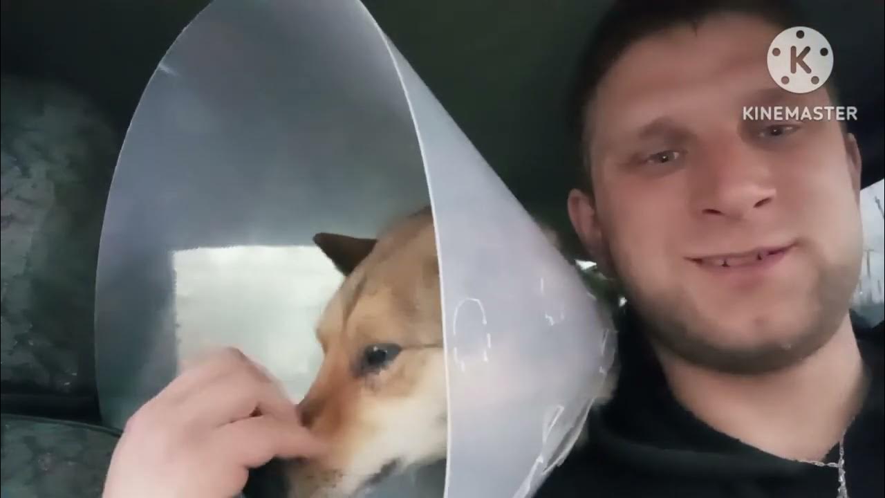 забираем бимку с клиники после операции - YouTube