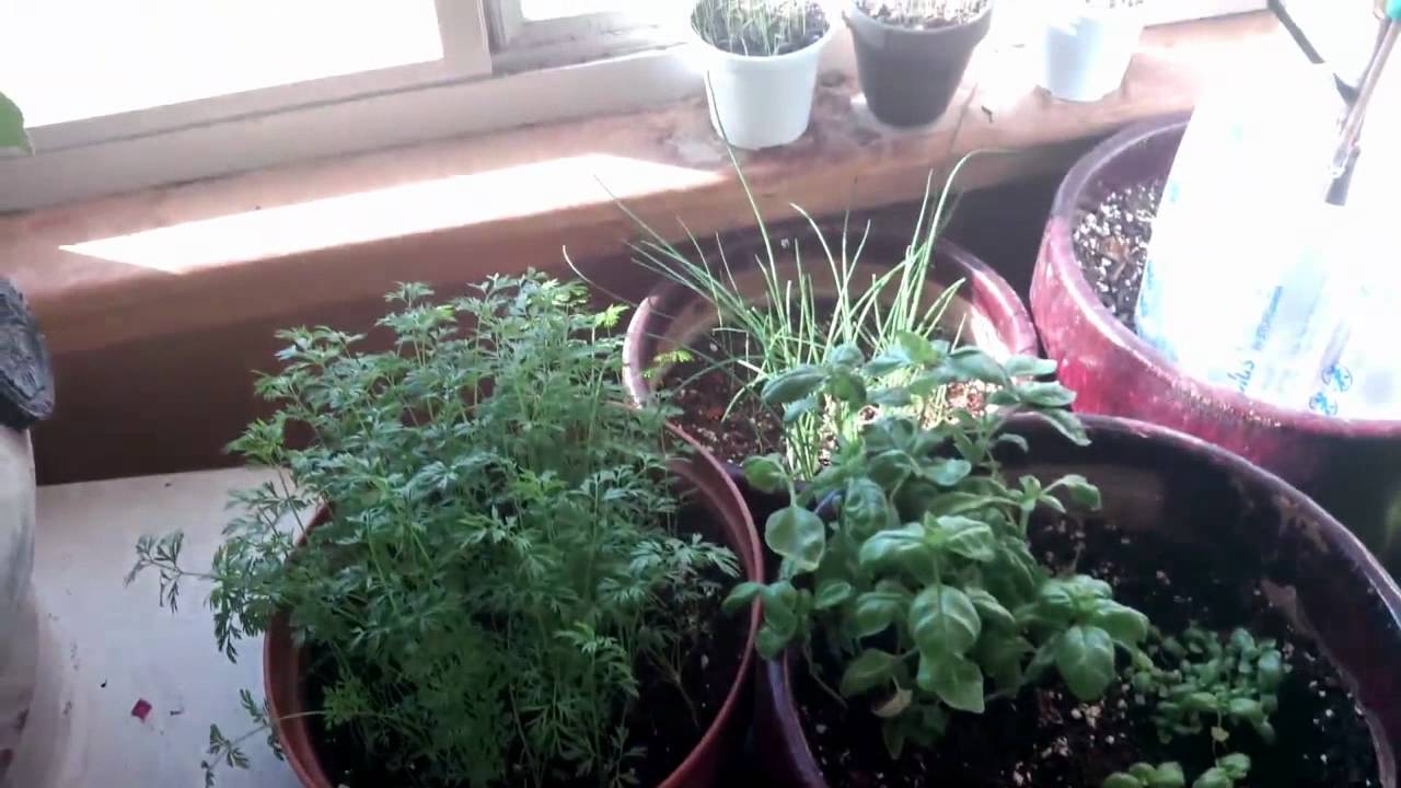 Indoor Garden Grow Setup - YouTube