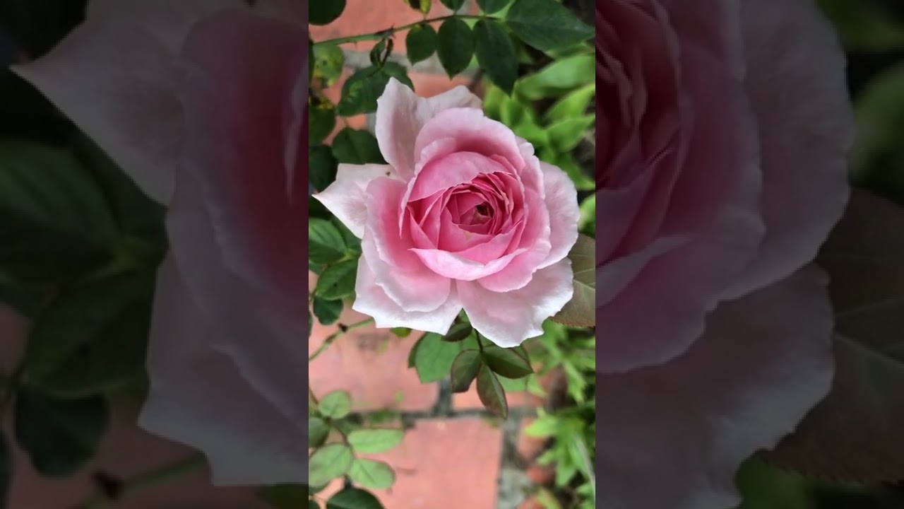 HOA HONG DEP 2 - YouTube