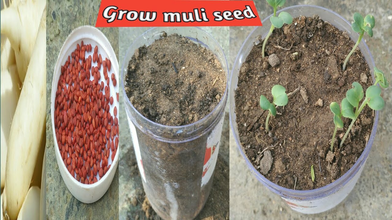 How to grow muli seed| radish seed grow - YouTube