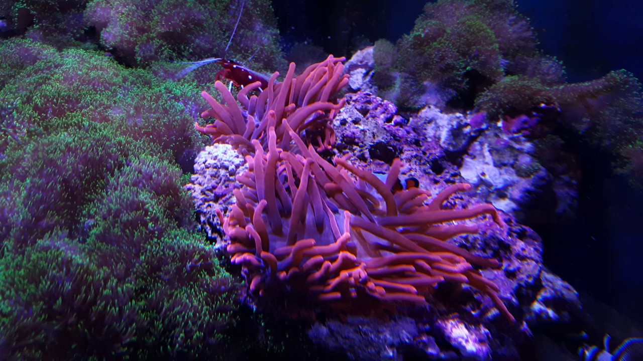 Anemone splitted in to 2 for my 2 clown fish - YouTube