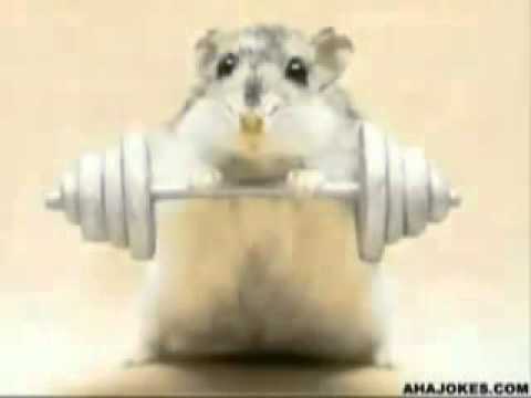 Crazy Hamster Dance - YouTube