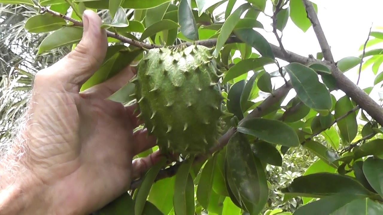 Graviola (soursop) fruit on my tree - YouTube