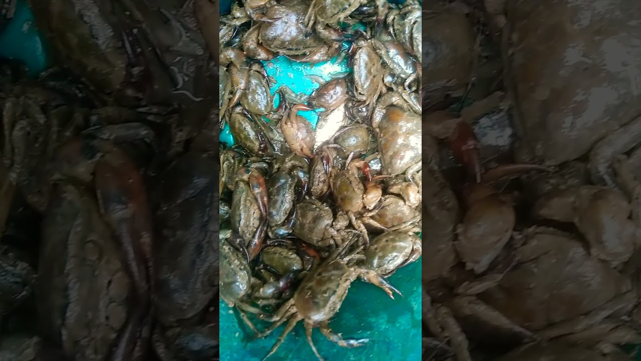 Local fresh kekura//kekra//crab - YouTube