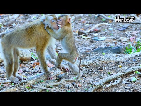 So sweet..! A little monkey SARO goes to kiss and hug the SASHA monkey like his mother. - YouTube