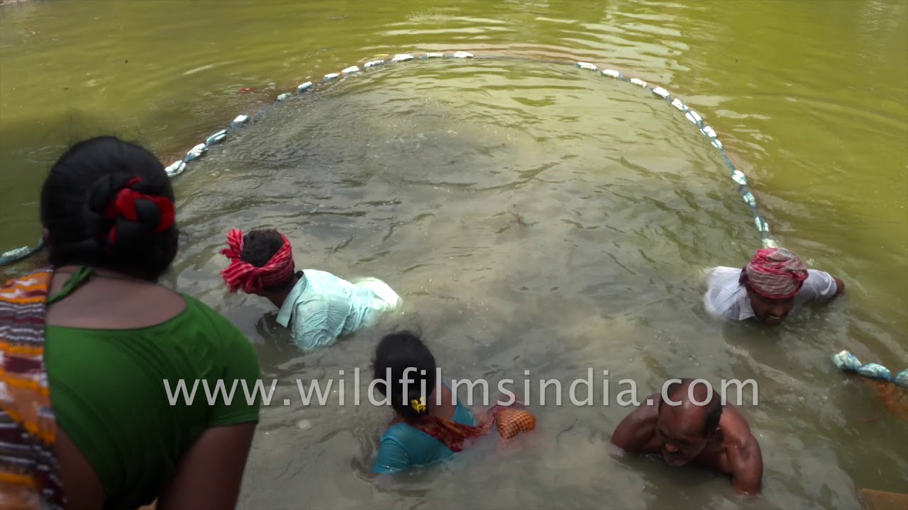 Traditional way of fishing in the Sundarbans - YouTube