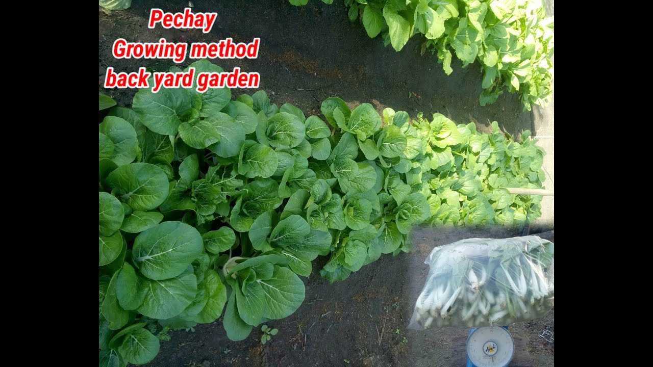 Growing method,Pechay at back yard garden,you won't need to buy pechay ...