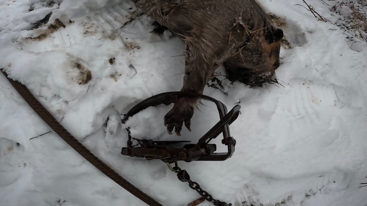 Raccoon And Beaver Trap Line Set And Check - YouTube